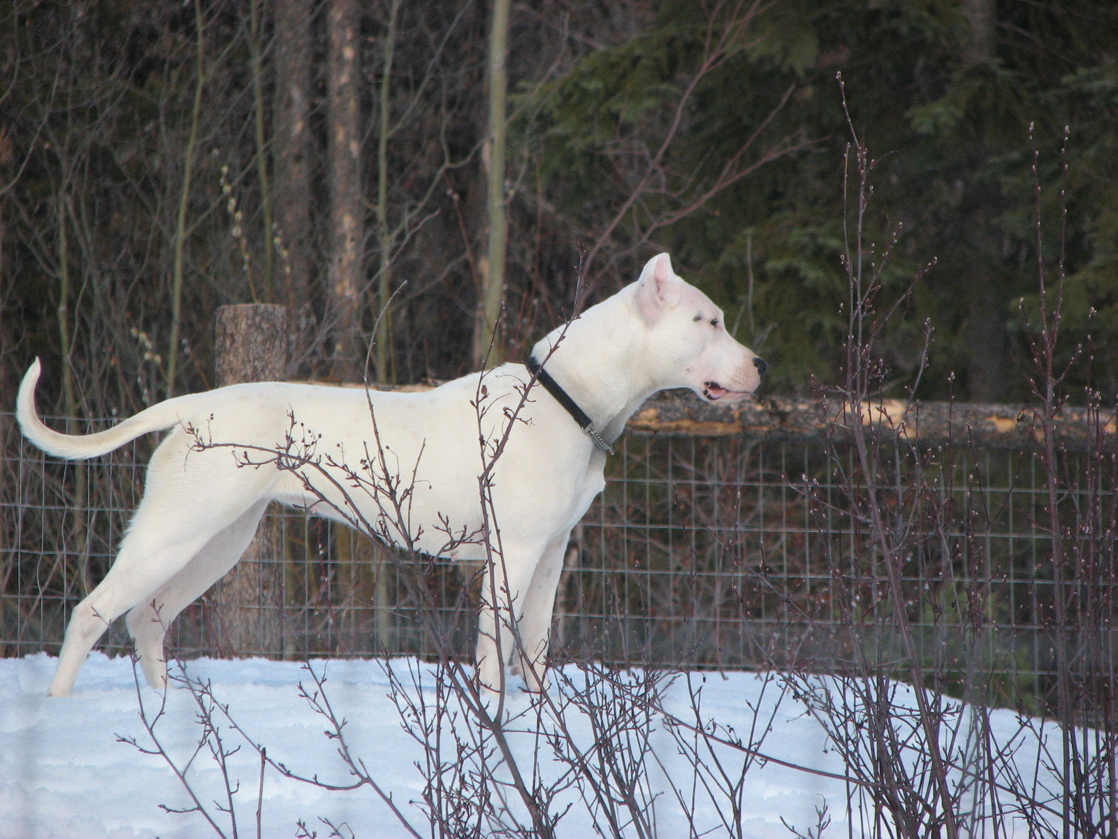 Dogo-Dogo Argentino-Argentinian Mastiff-Argentine Dogo available at ...